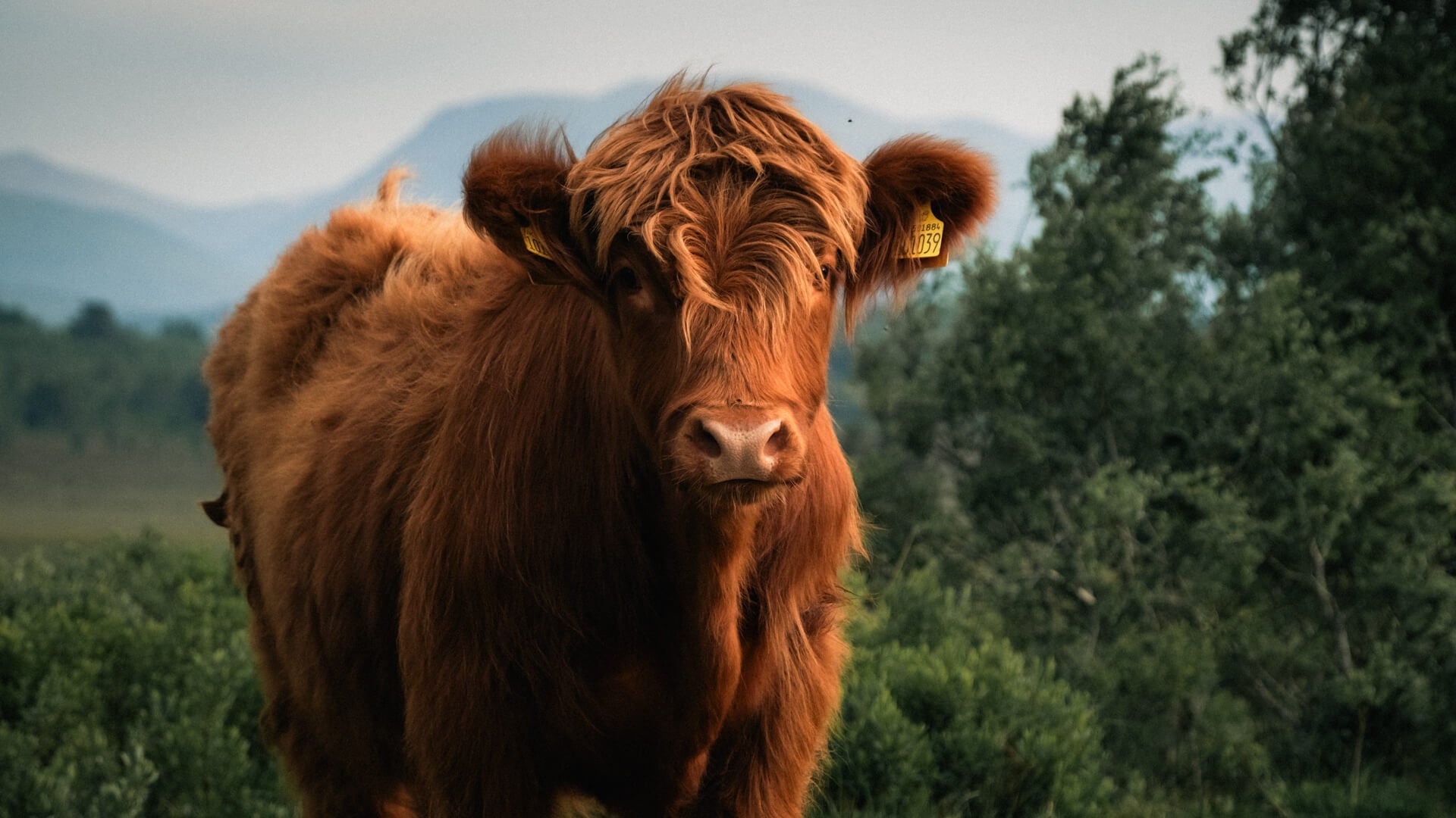 Lynbreck Beef – Lynbreck Croft LLP